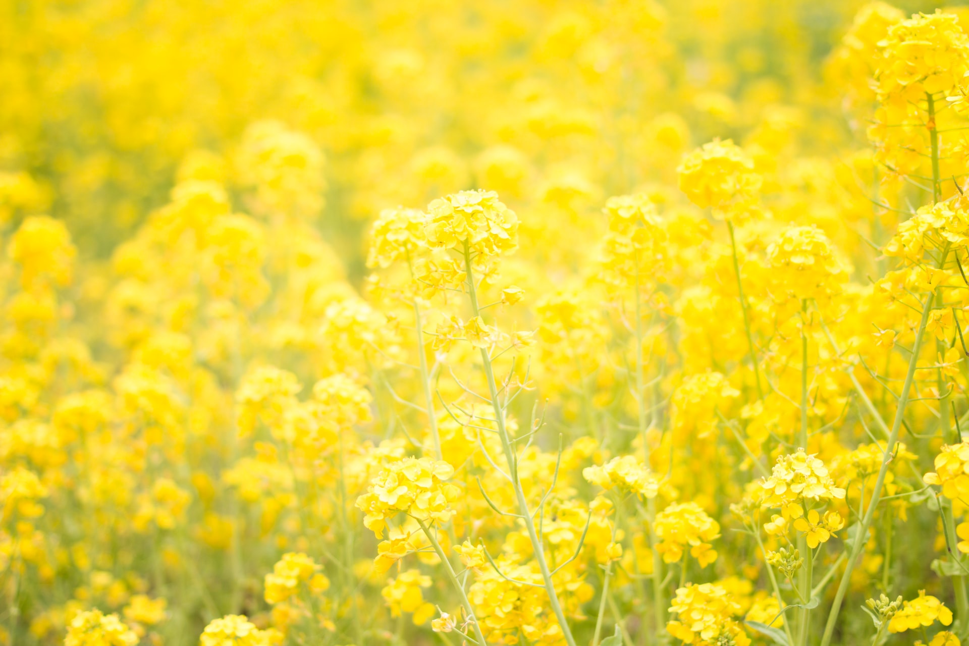 The Yellow Aura Meaning How To Interpret Its Significance The Yellow Aura Meaning How To Interpret Its Significance